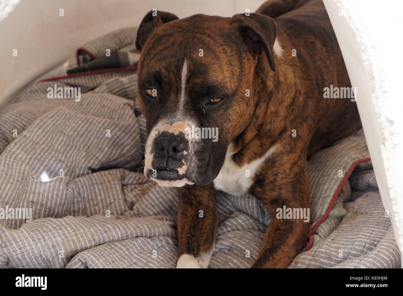 Boxer in dog house Stock Photo - Alamy
