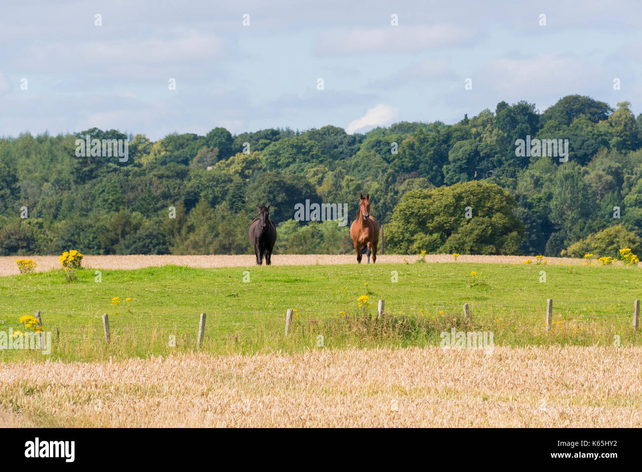 Horses view hi-res stock photography and images - Alamy