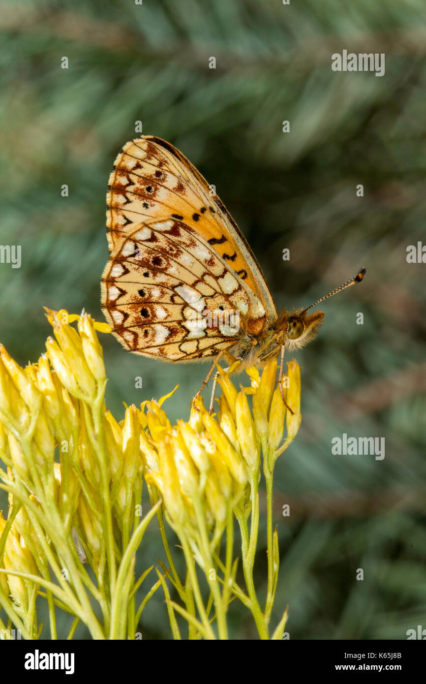 Silver-bordered Fritillary Boloria selene south of Parshall, Colorado ...