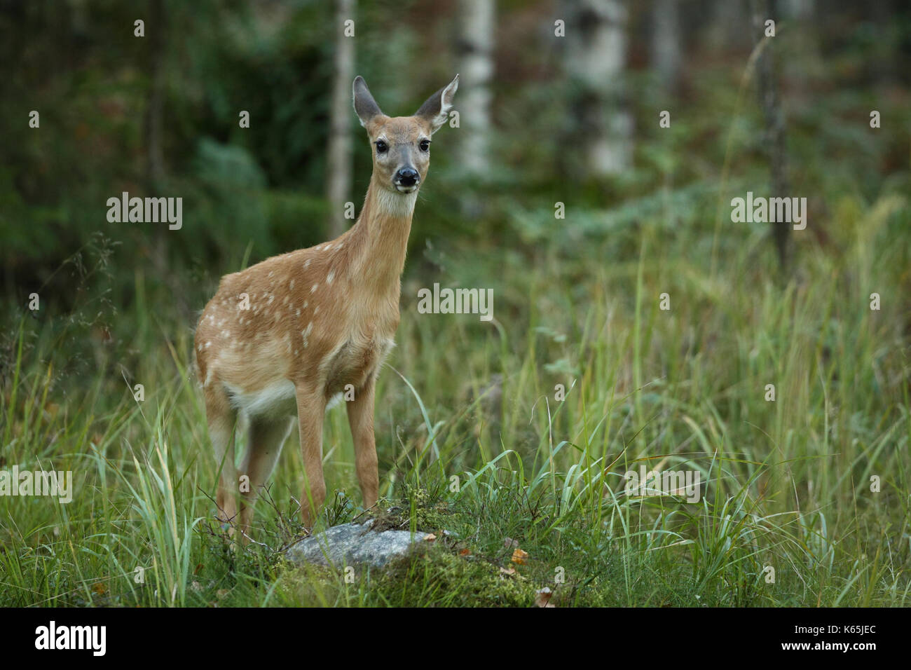 White-tailed deer - rutting season Stock Photo - Alamy