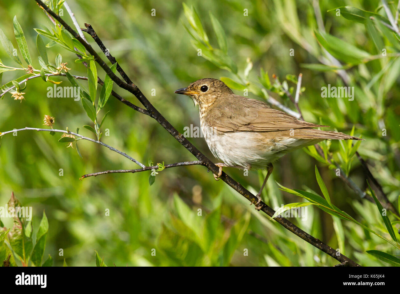 Swainson's Thrush Catharus ustulatus swansoni south of Parshall ...