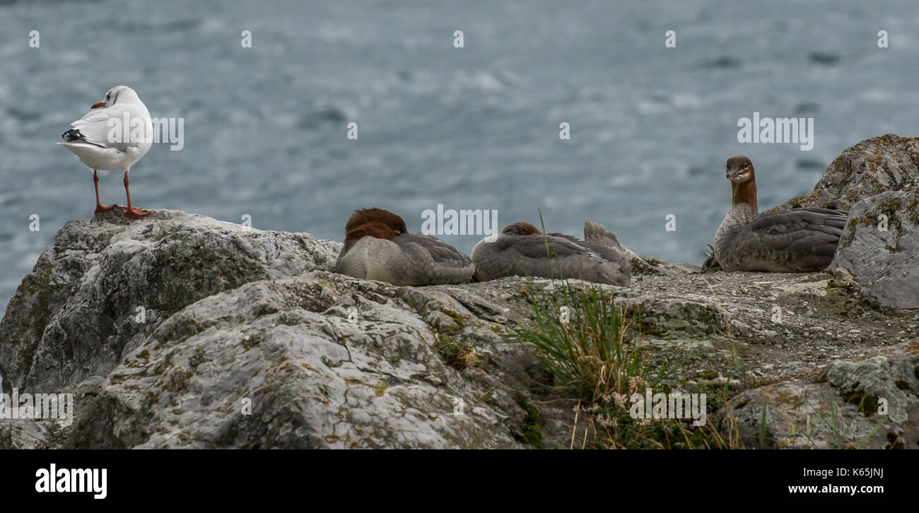 Sawbill with fish hi-res stock photography and images - Alamy