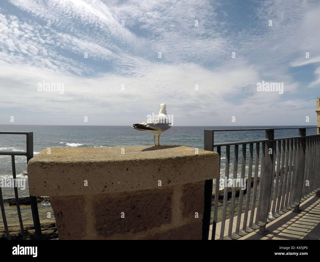 Alghero, Sardinia. An seagull look the sea Stock Photo - Alamy
