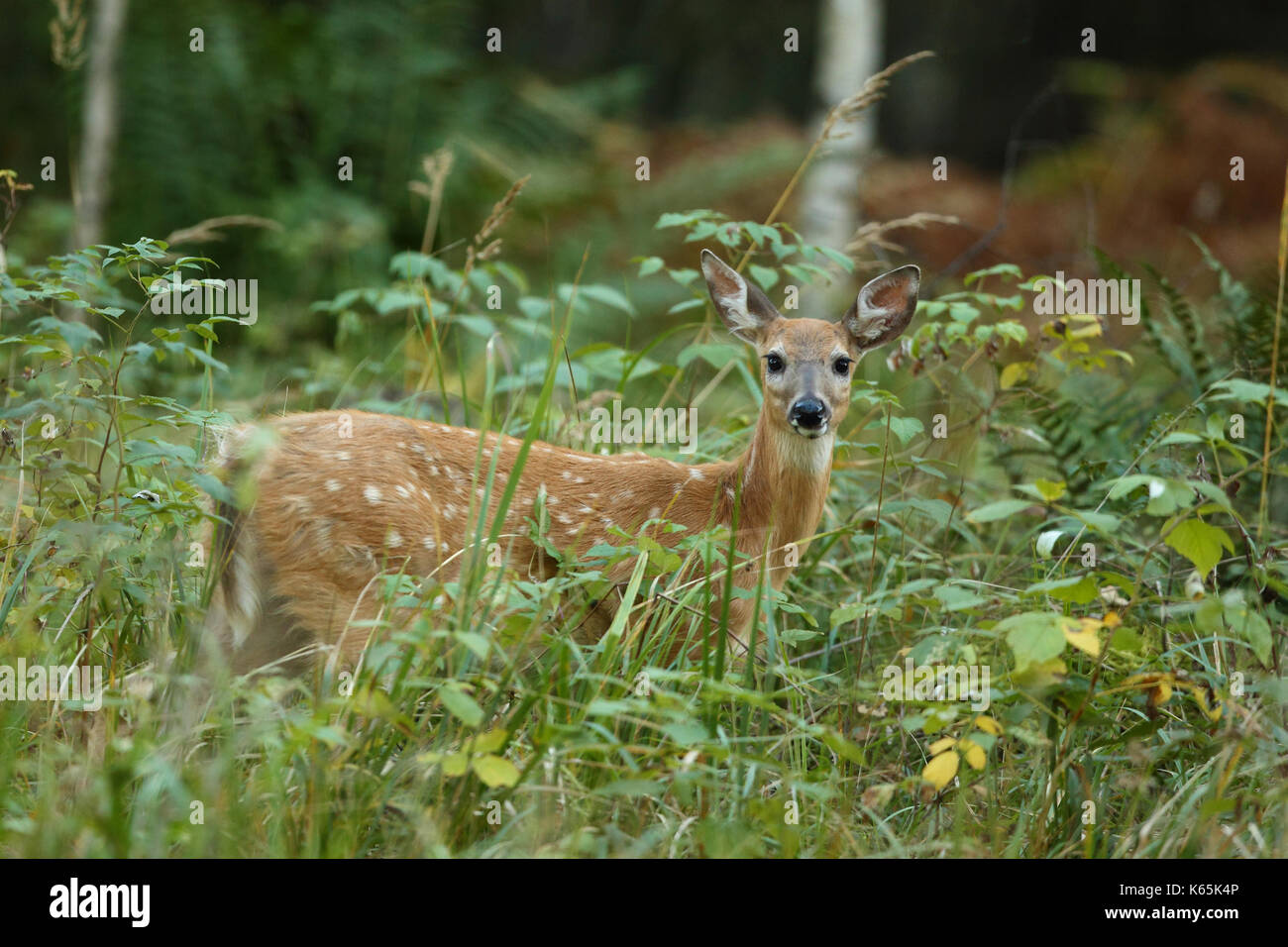 White-tailed deer - rutting season Stock Photo - Alamy