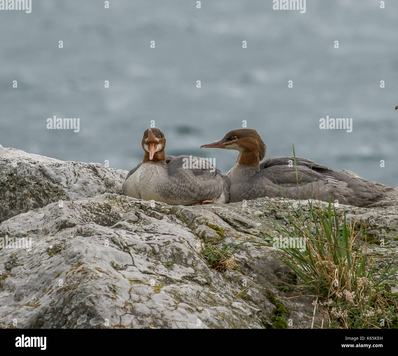 Sawbill With Fish High Resolution Stock Photography and Images - Alamy