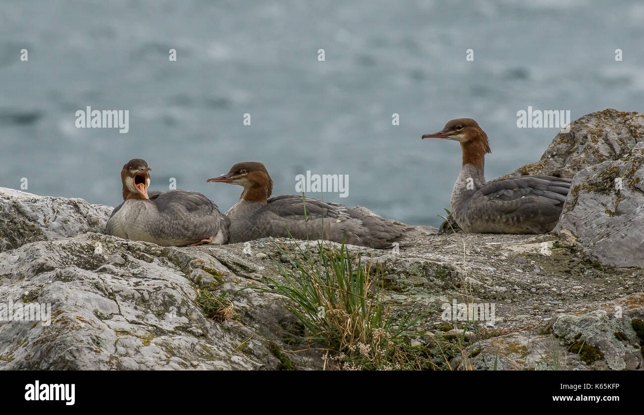 Sawbill With Fish High Resolution Stock Photography and Images - Alamy