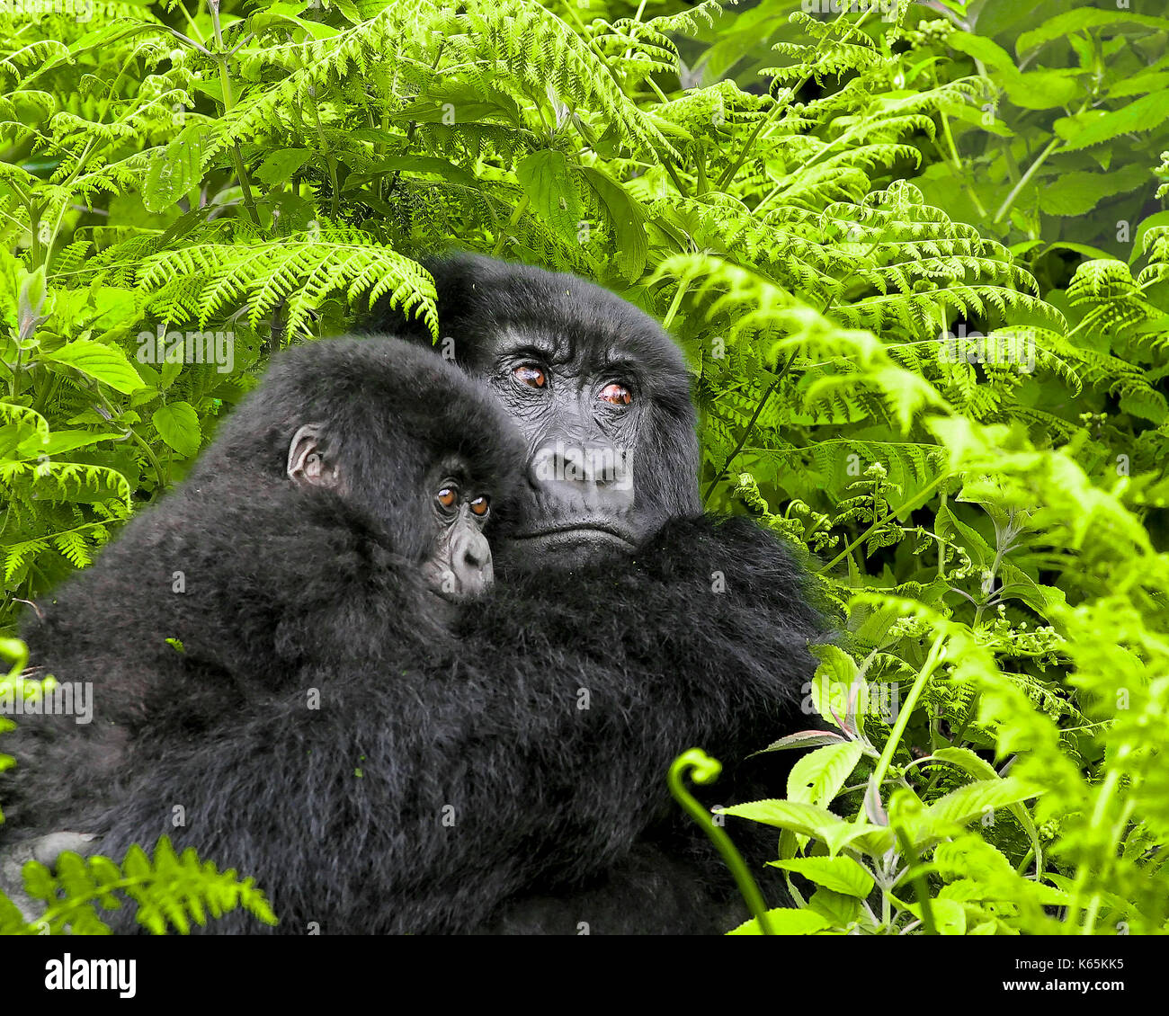 Baby Mountain Gorilla Baby Mountain Gorilla