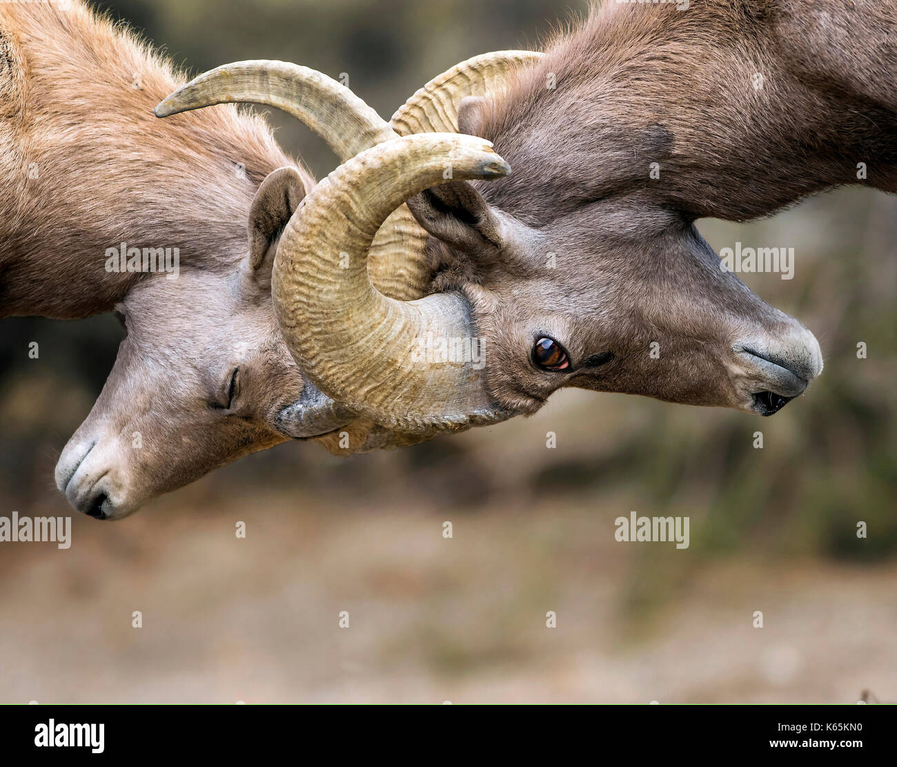 Big Horn Sheep rams fighting Stock Photo - Alamy