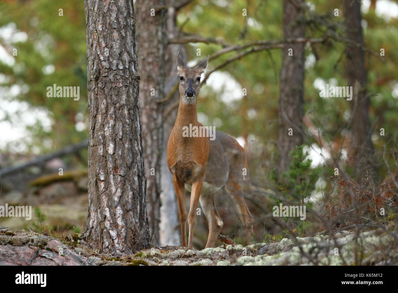 White-tailed deer - rutting season Stock Photo - Alamy