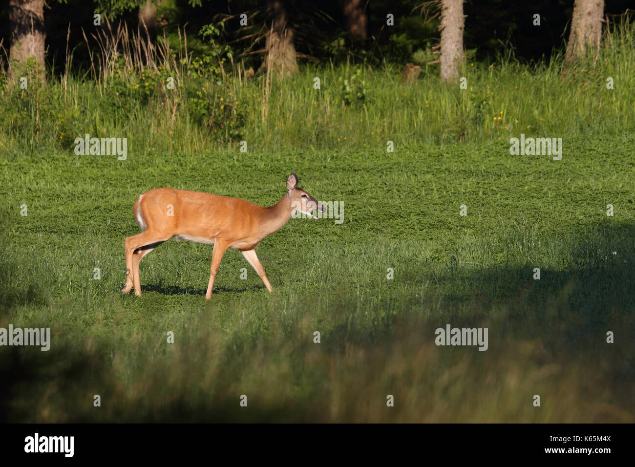 White-tailed deer - rutting season Stock Photo - Alamy