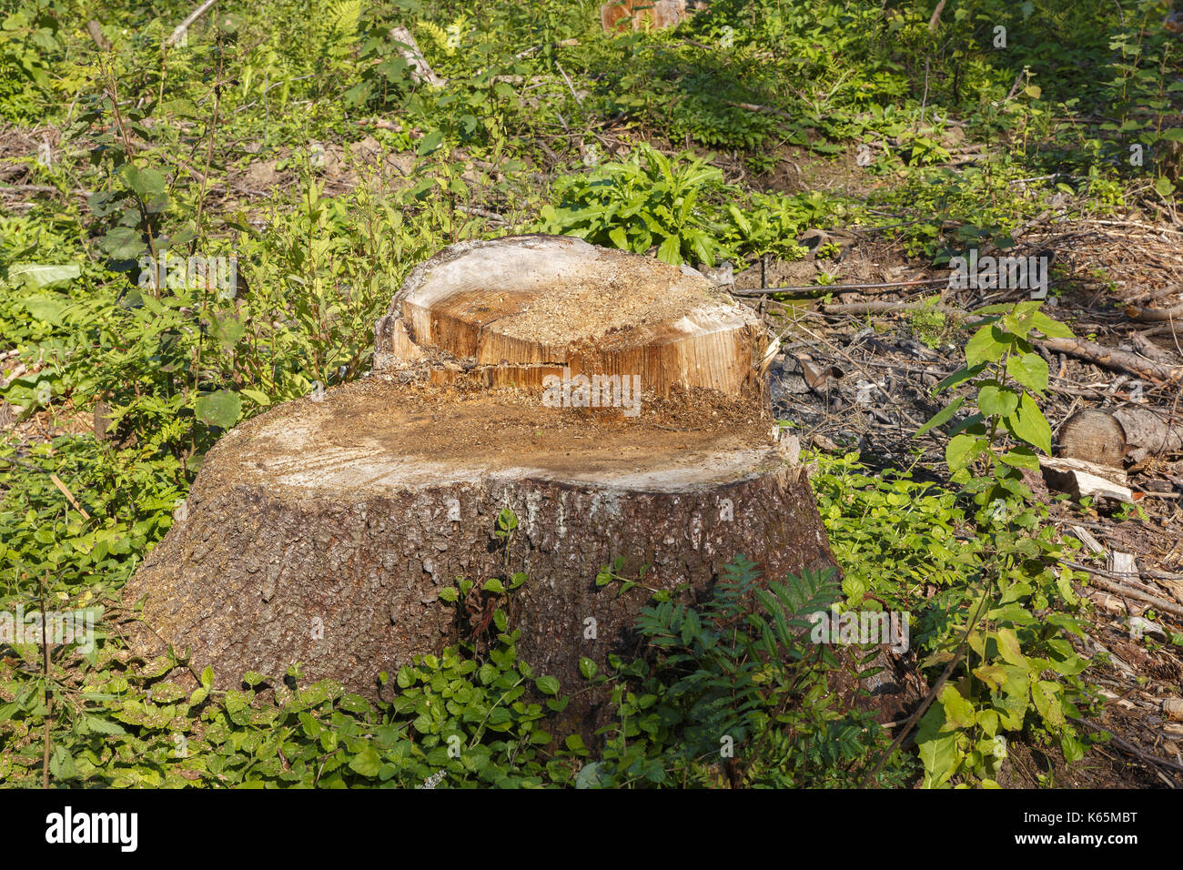 spruce stump in the forest Stock Photo - Alamy