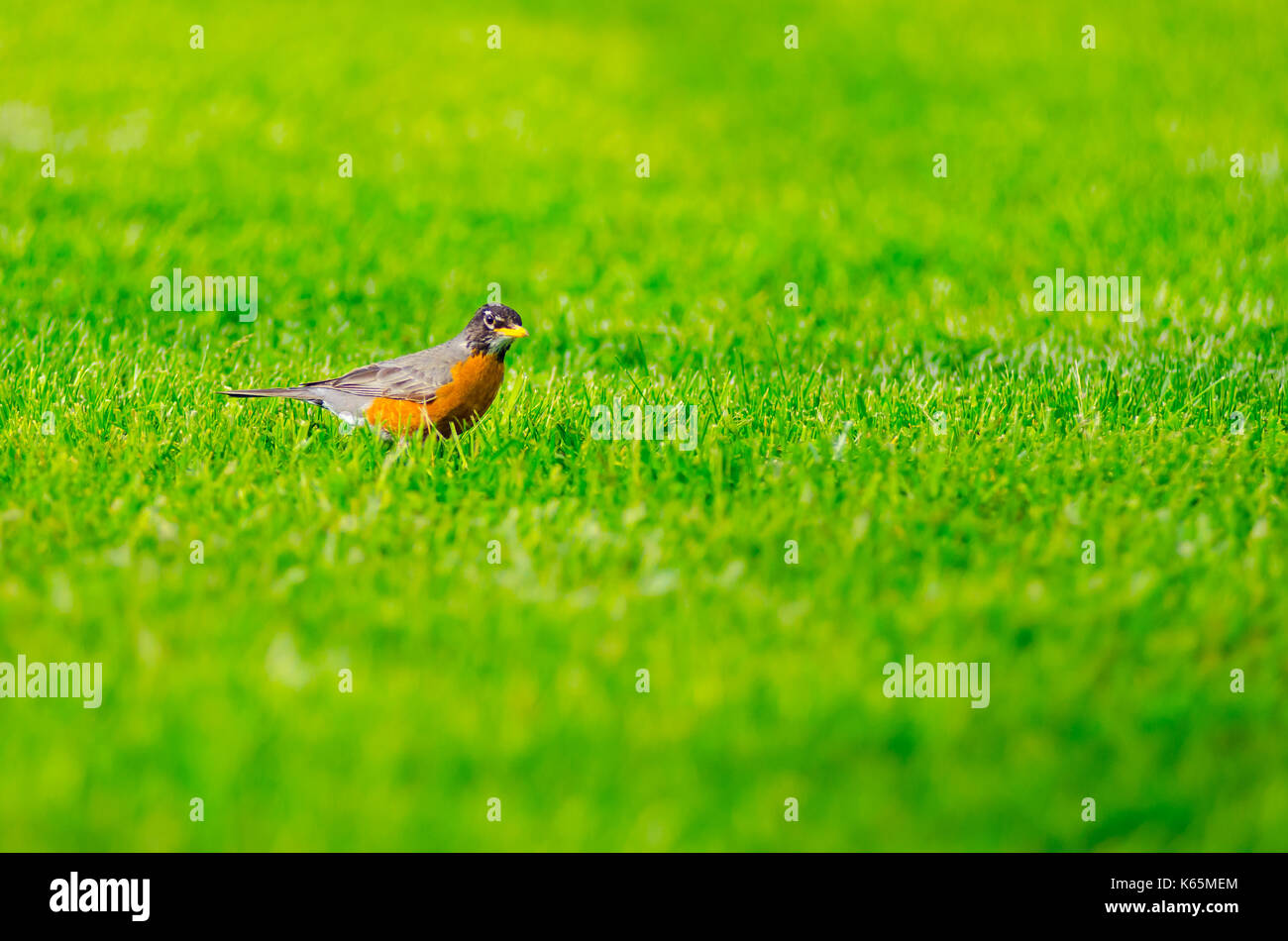 American robin hunting for worms in green grass at the town park in ...
