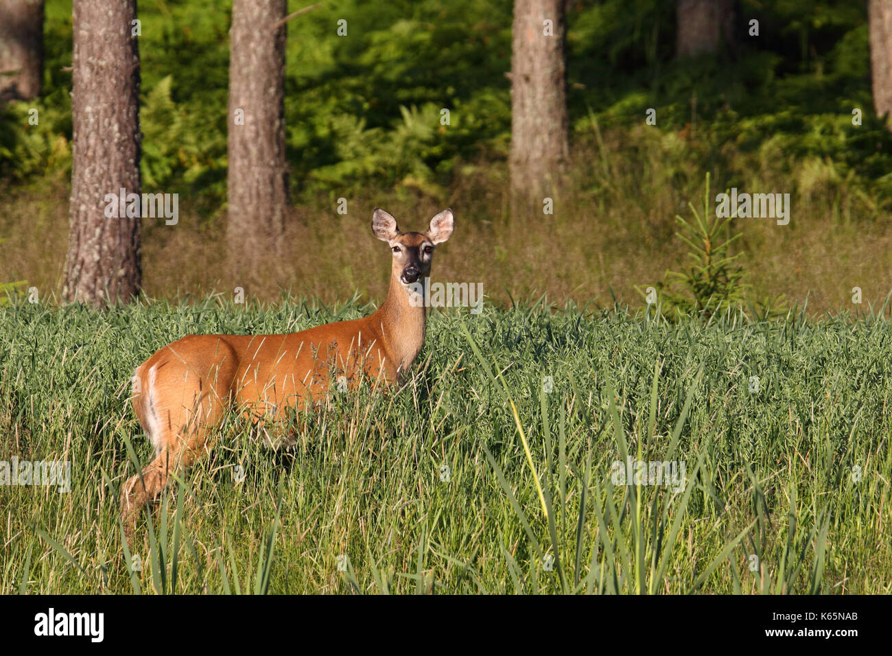 White-tailed deer - rutting season Stock Photo - Alamy