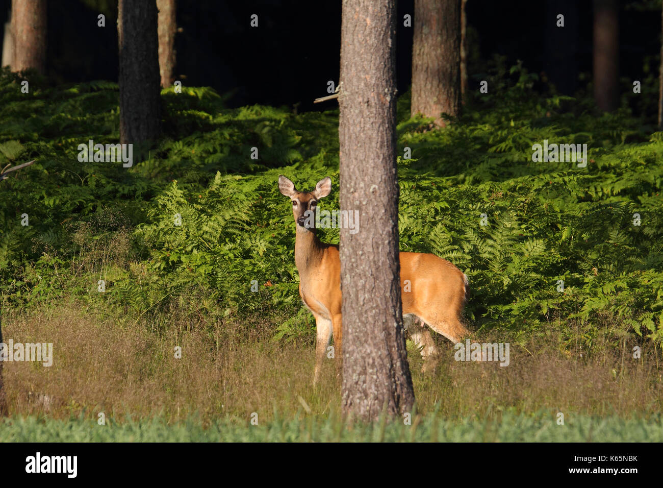 White-tailed deer - rutting season Stock Photo - Alamy