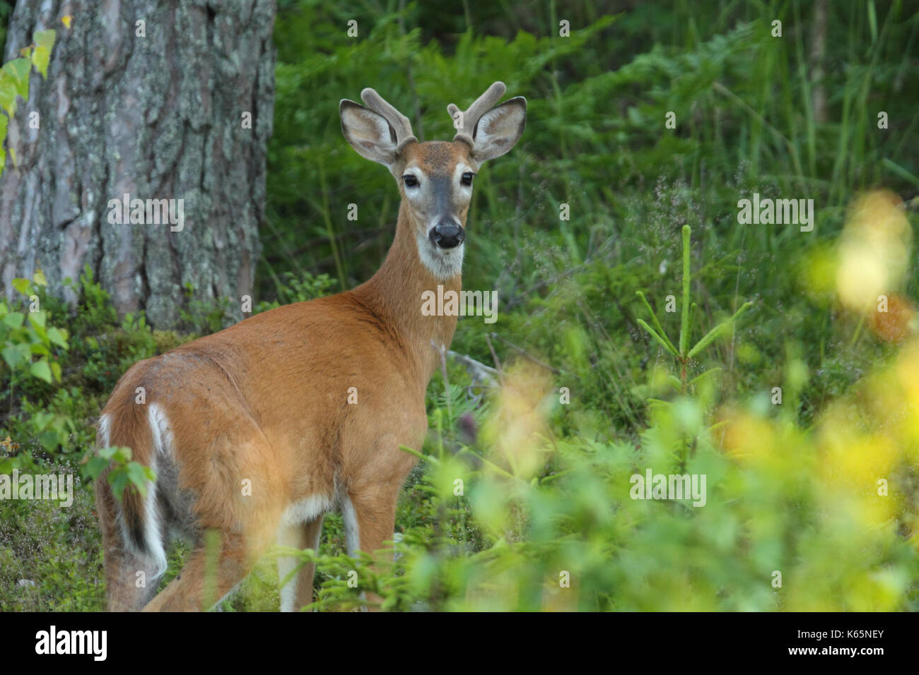 White-tailed deer - rutting season Stock Photo - Alamy