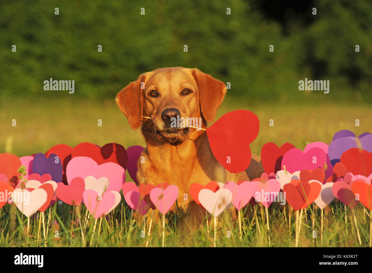 Labrador Retriever, female, yellow, holding deco heart, lying in front ...