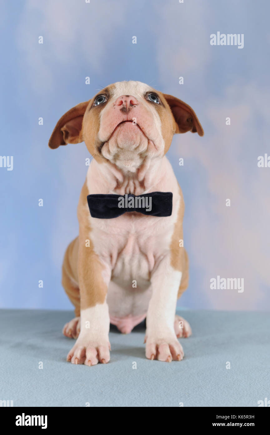 American Staffordshire Terrier, Puppy, 7 weeks old, fawn-white Stock ...
