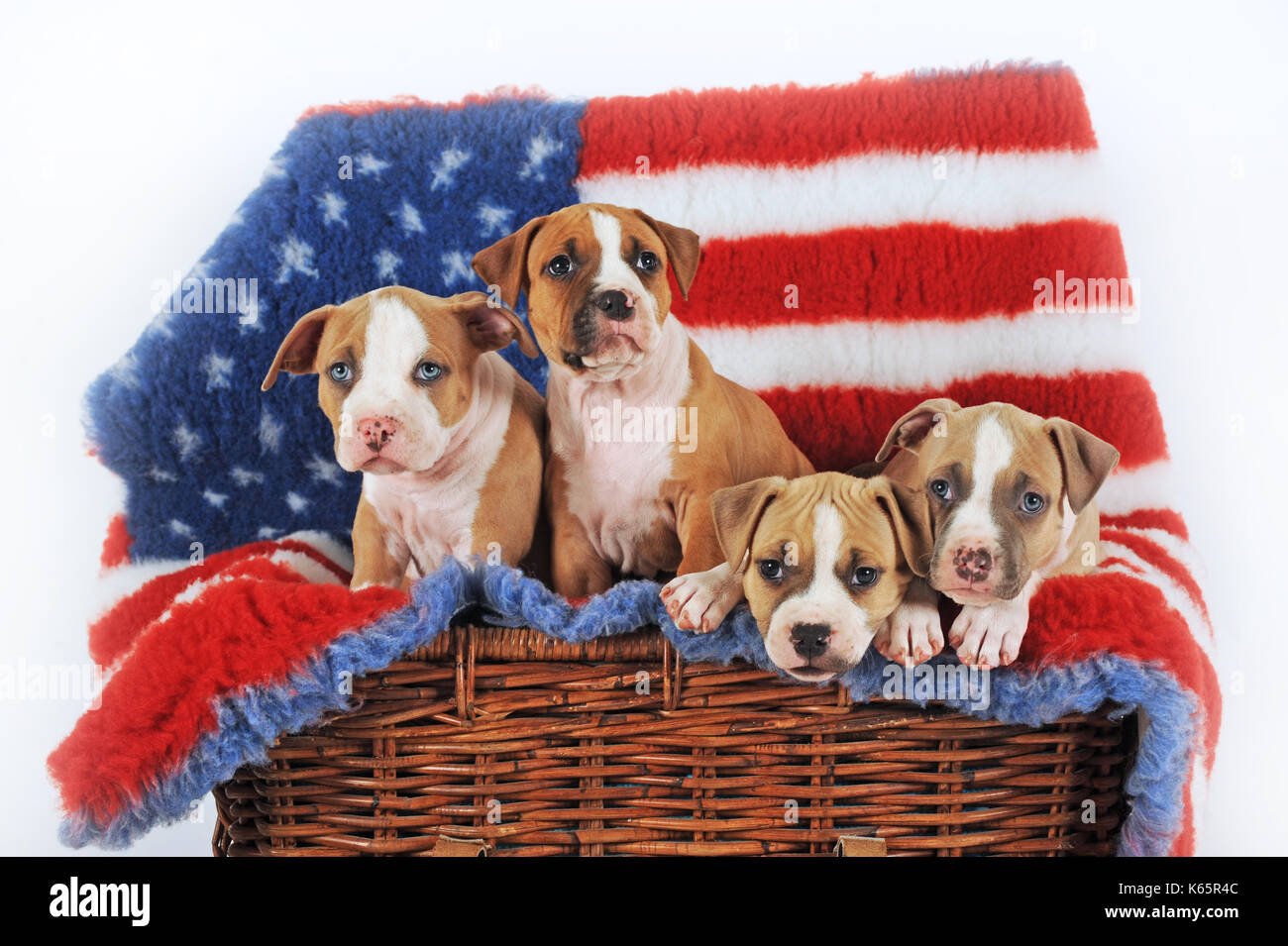 American Staffordshire Terrier, Puppy, 7 weeks old, fawn-white and red ...