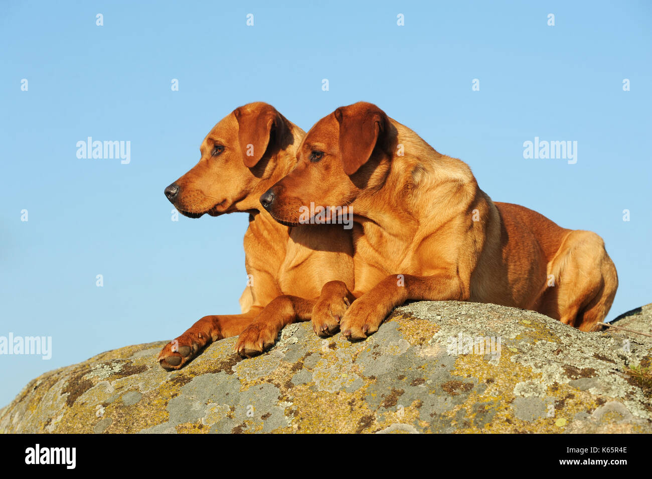 Labrador Retriever, working line, yellow, bitch and male Stock Photo ...
