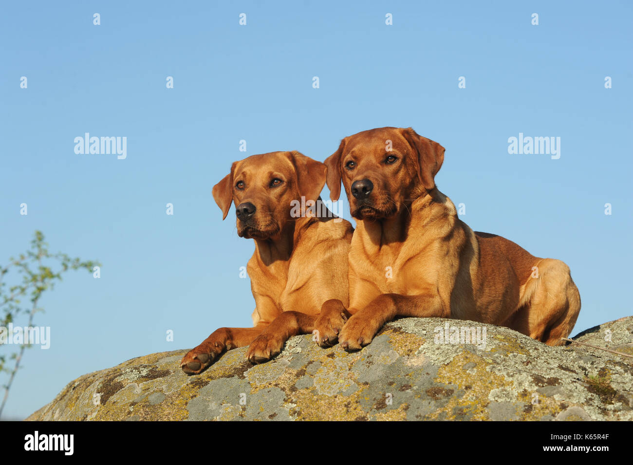 Labrador Retriever, working line, yellow, bitch and male Stock Photo ...