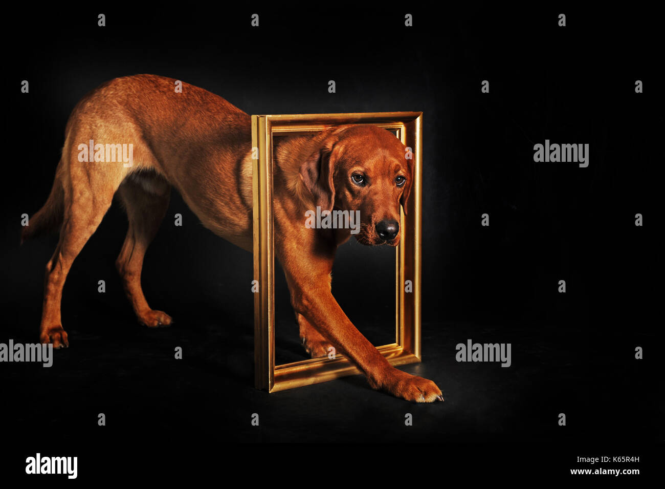 Working labrador hi-res stock photography and images - Alamy