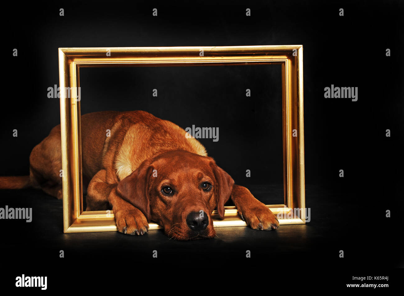 Labrador Retriever, working line, yellow, male Stock Photo - Alamy