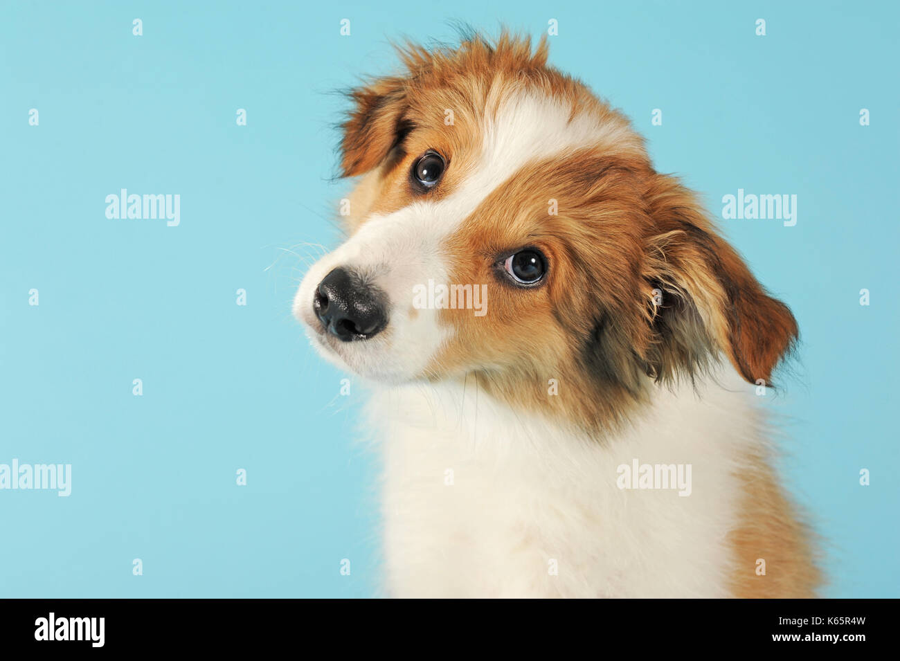 Smooth Collie Sable