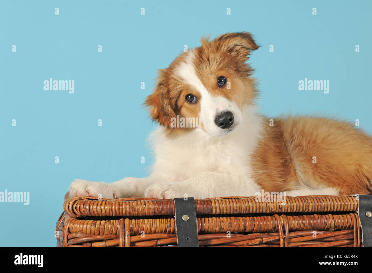 Sable border collie puppy hi-res stock photography and images - Alamy