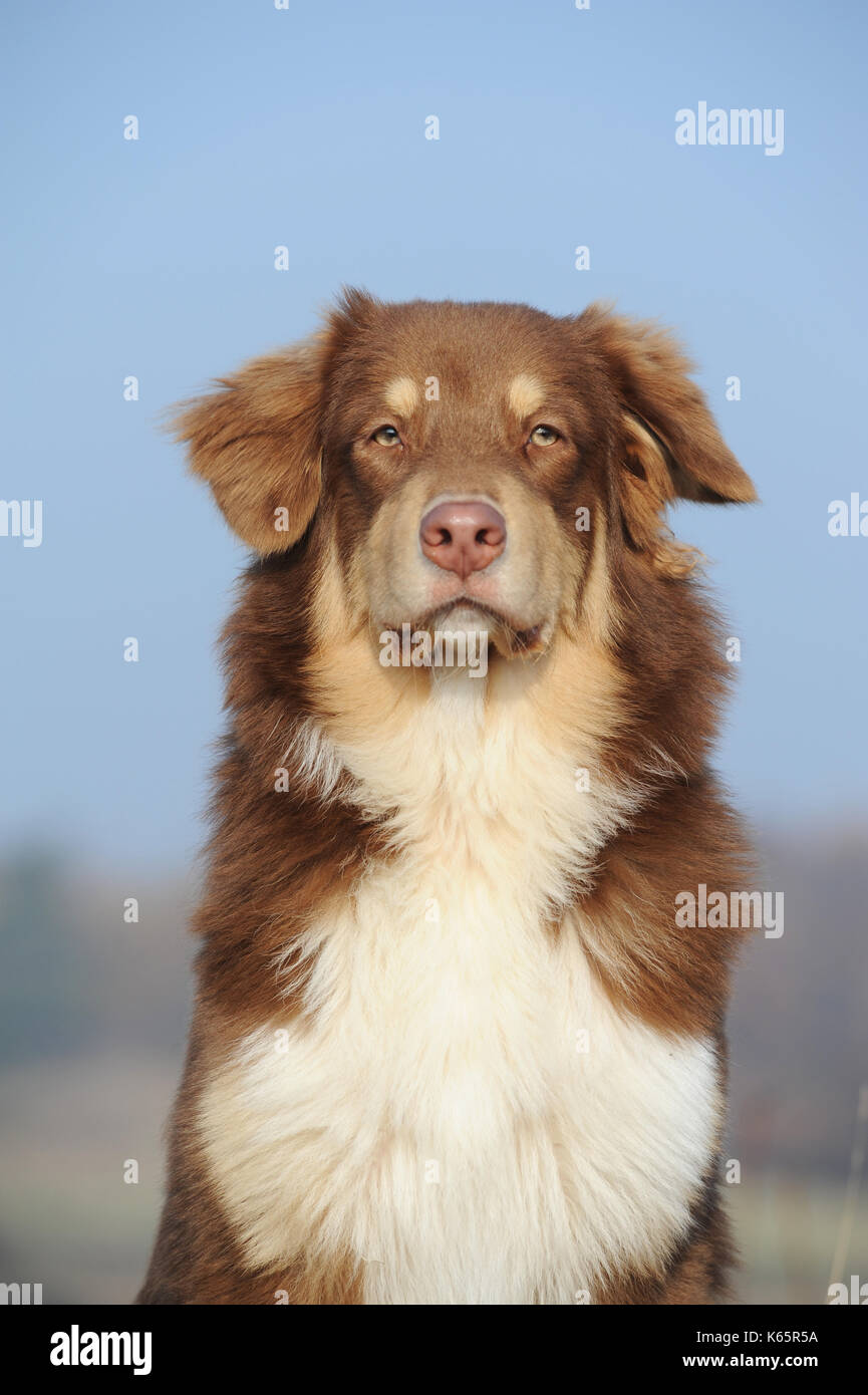 Red tri australian shepherd hi-res stock photography and images - Alamy
