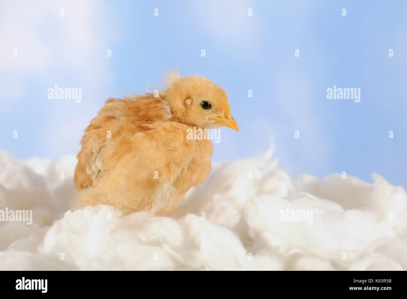 Domestic chicken, chick, 1 week old Stock Photo - Alamy