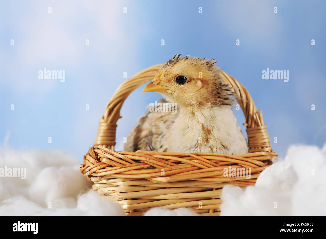 Domestic chicken, chick, 1 week old Stock Photo - Alamy