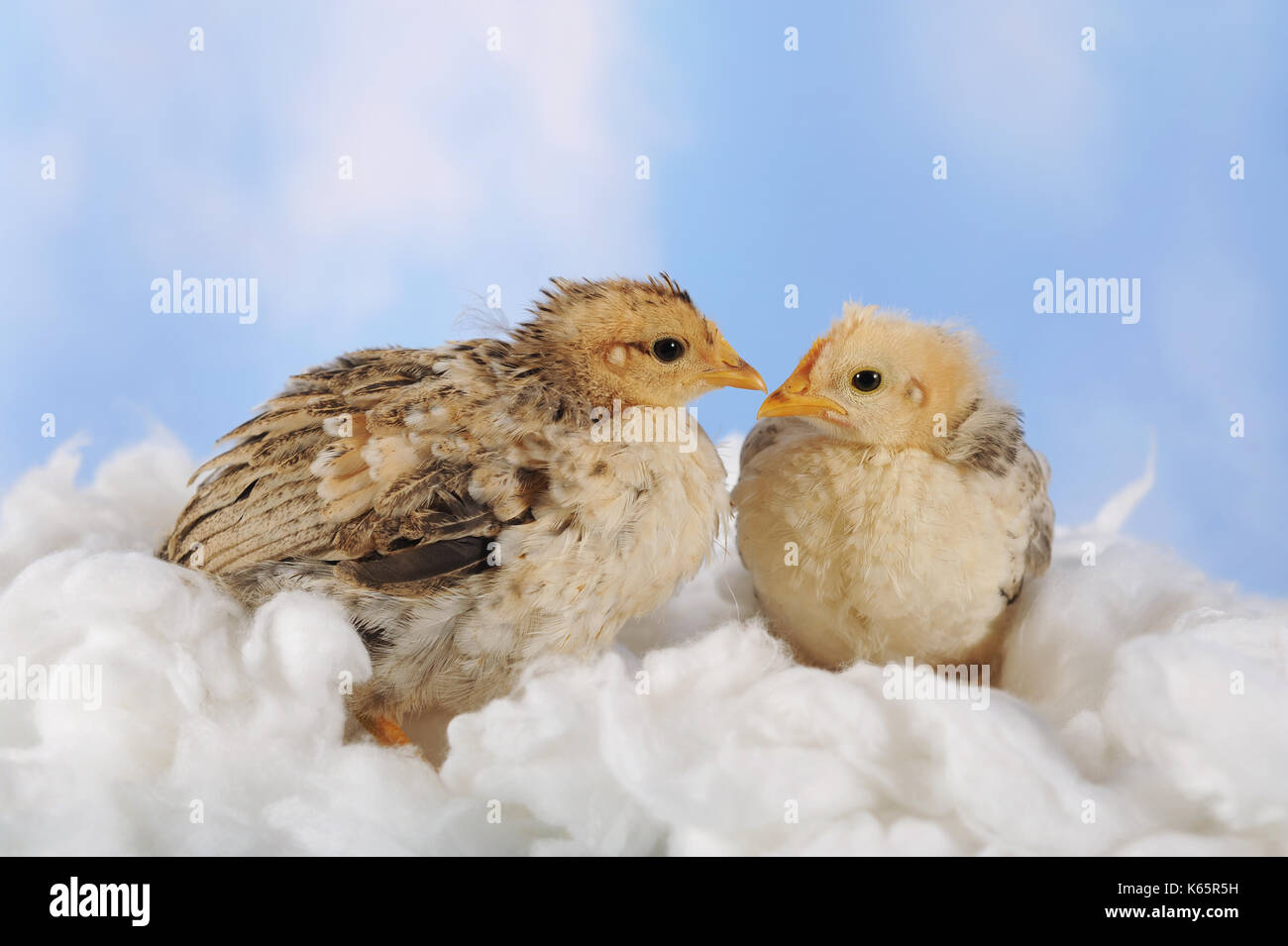 Domestic chicken, chick, 1 week old Stock Photo - Alamy