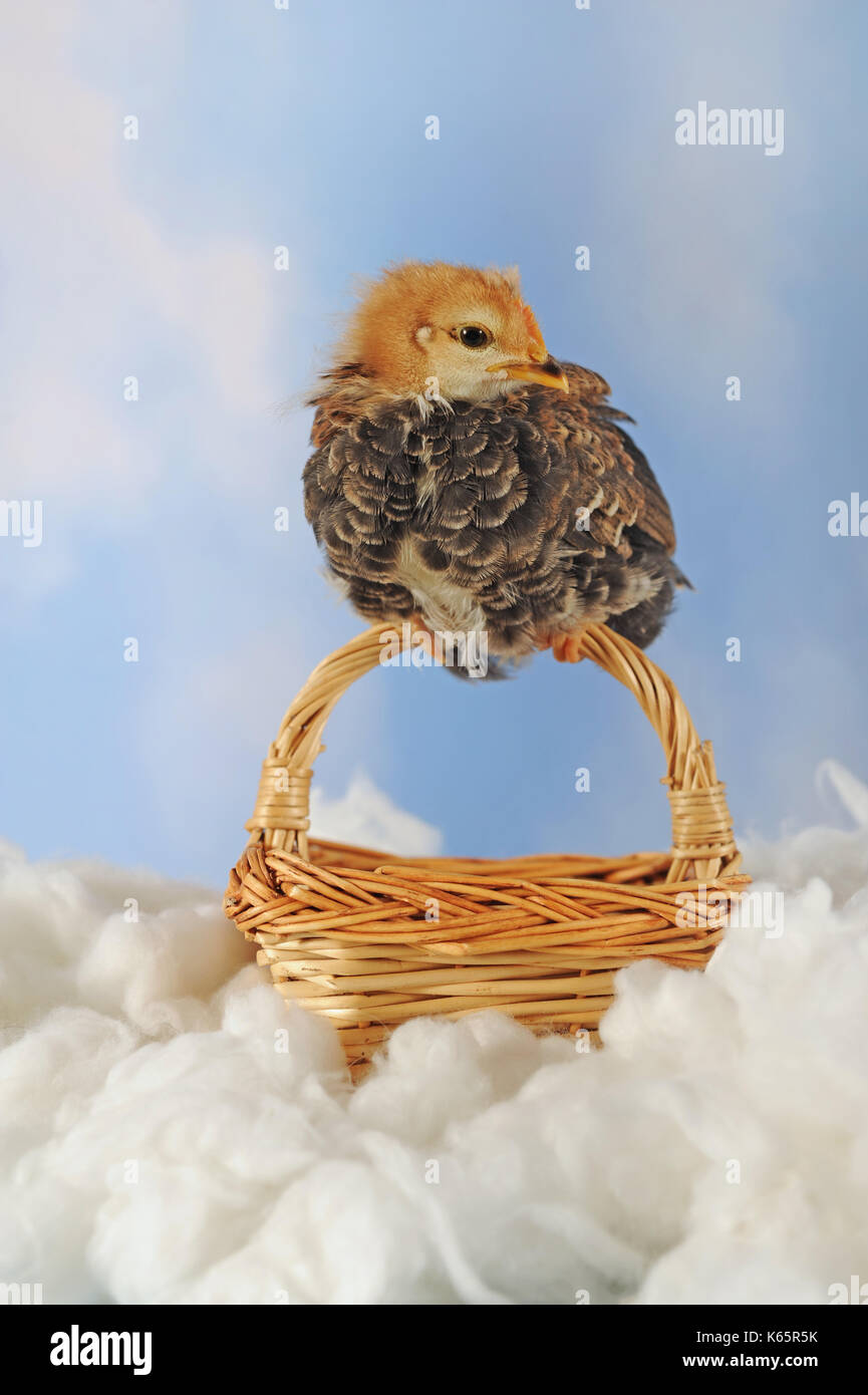 Domestic chicken, chick, 1 week old Stock Photo - Alamy