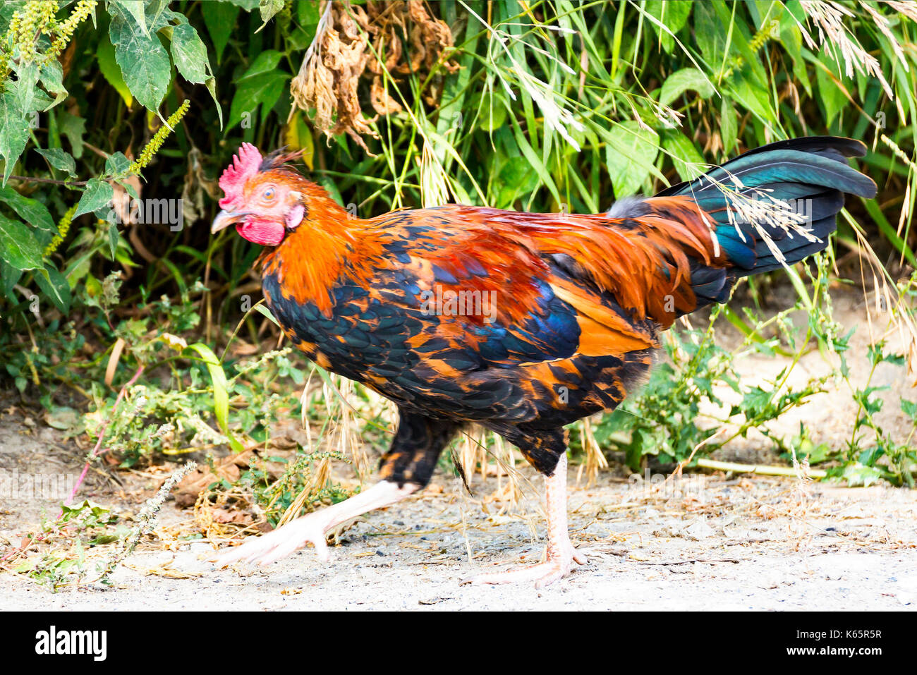 Motley hen hi-res stock photography and images - Alamy