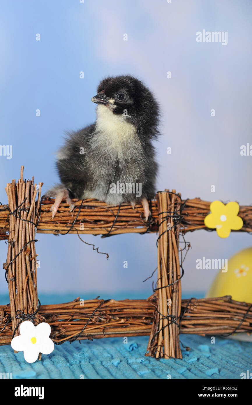 This chicken chick hi-res stock photography and images - Alamy