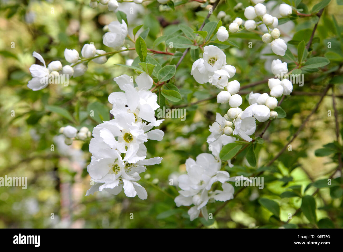 Pearl Bush (Exochorda macrantha), Germany Stock Photo - Alamy