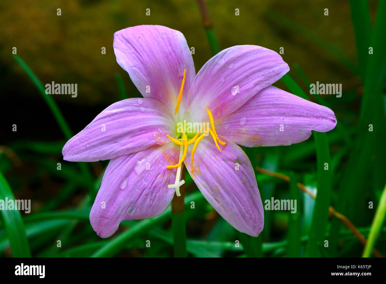 Carinata hi-res stock photography and images - Alamy