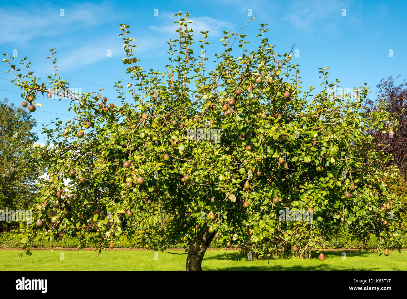 Pear tree hi-res stock photography and images - Alamy