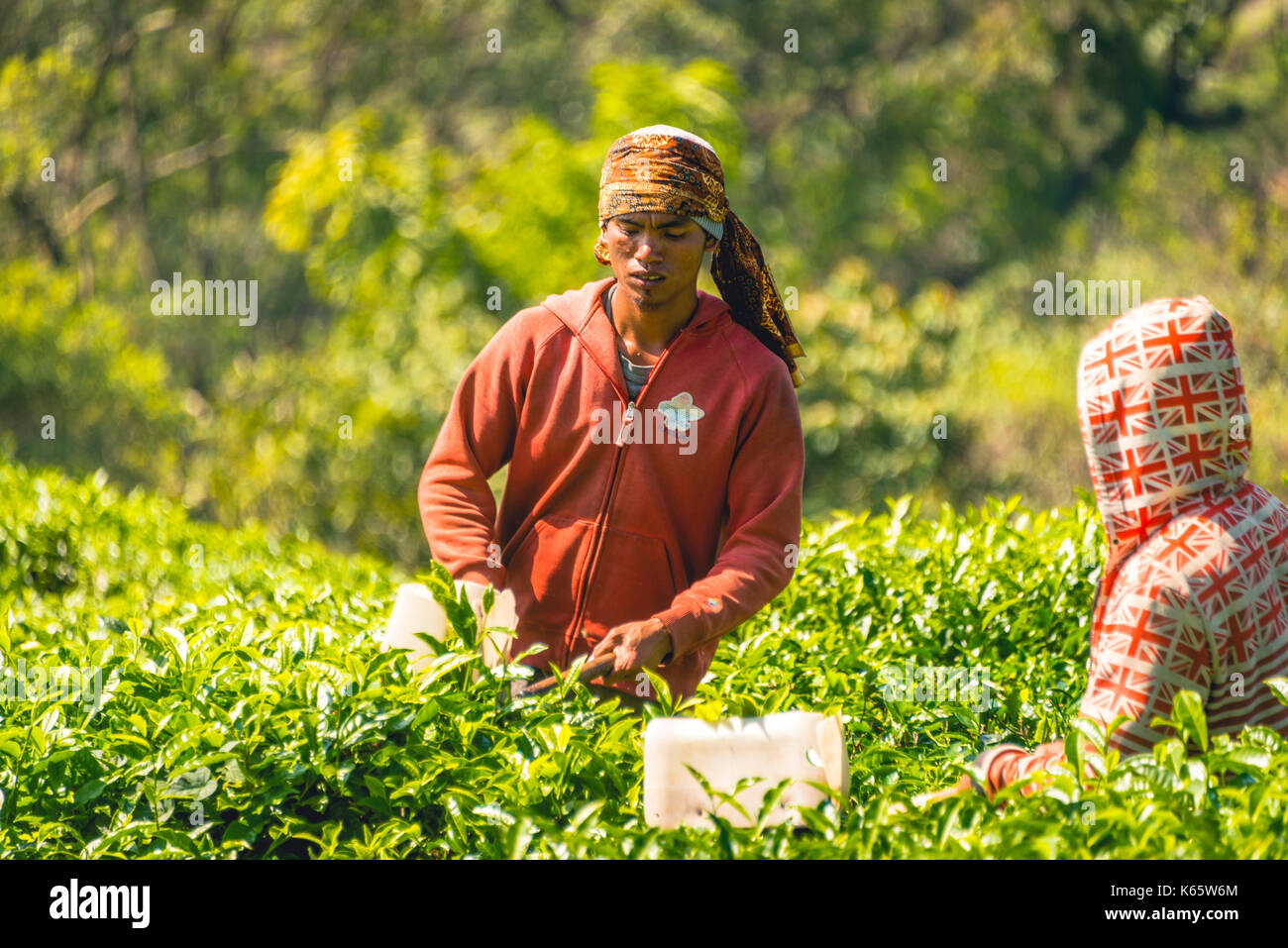 Local young man, tea picker harvests, picks tea, tea plantation ...