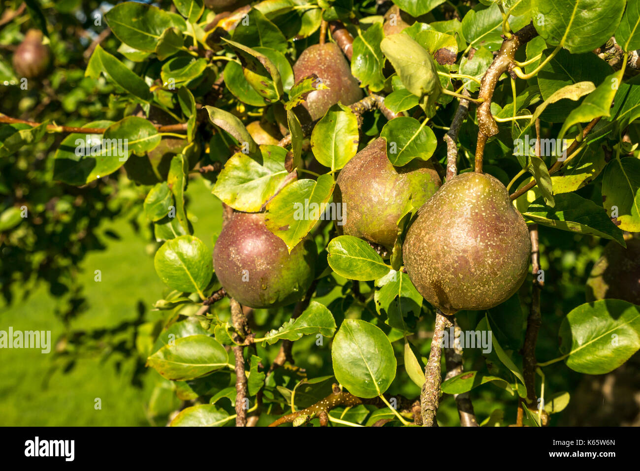Pear tree hi-res stock photography and images - Alamy