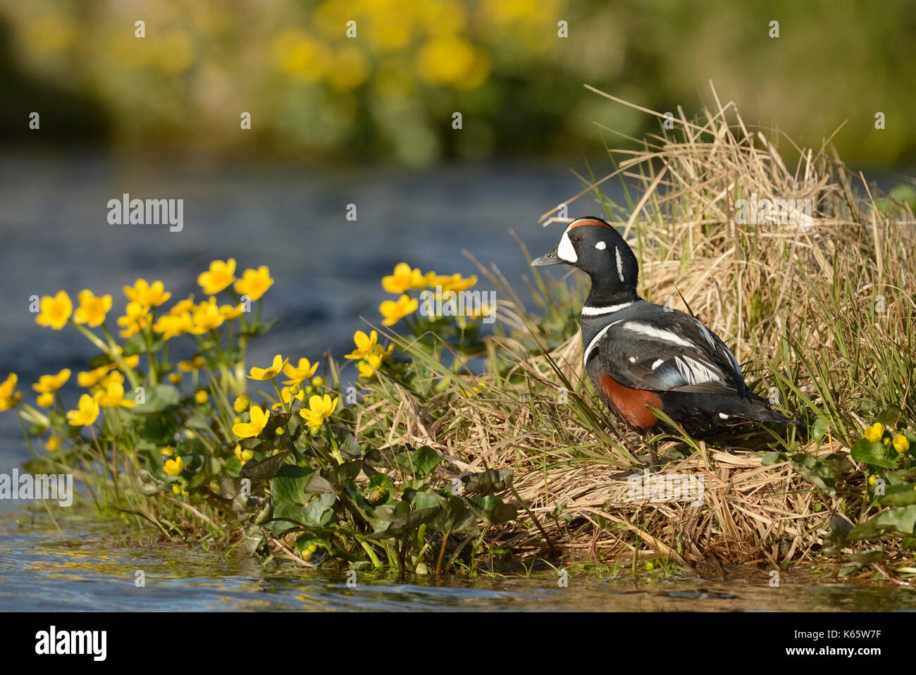 Harlequin duck (Histrionicus histrionicus), drake, shore vegetation on ...