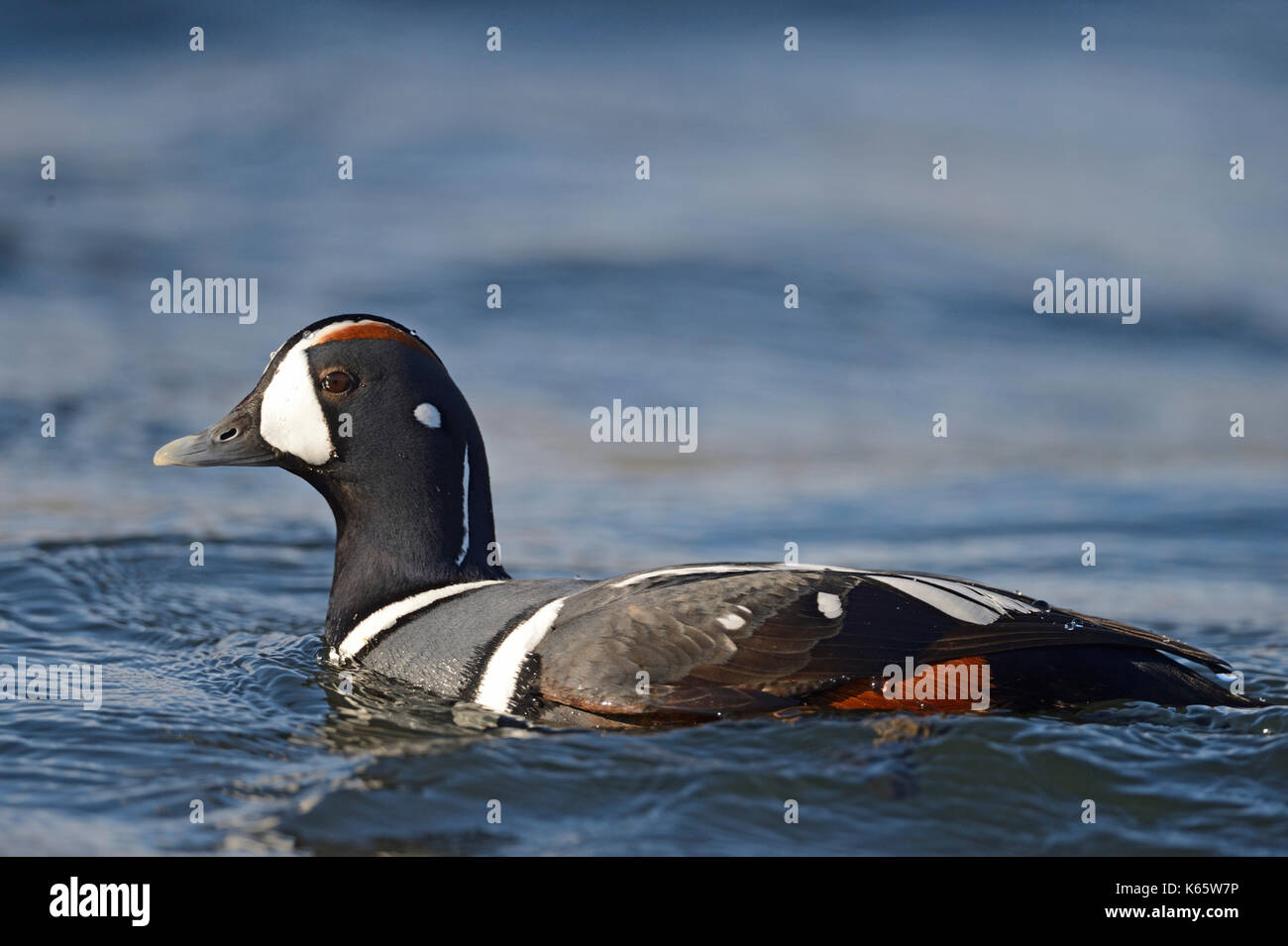 Harlequin duck (Histrionicus histrionicus), swimming drake, river Laxá ...