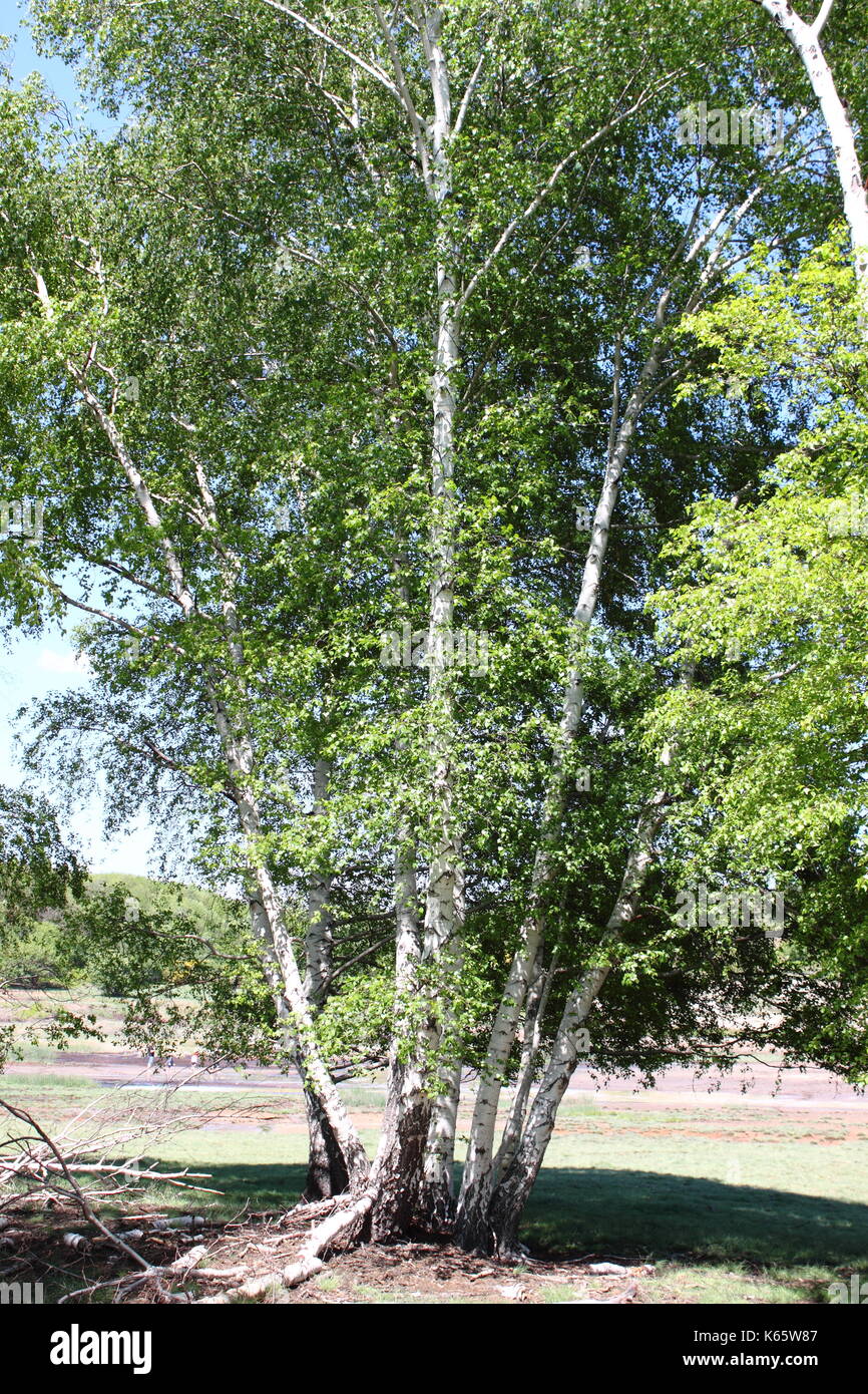 Birch tree (Latin plant genus name: Betula Stock Photo - Alamy