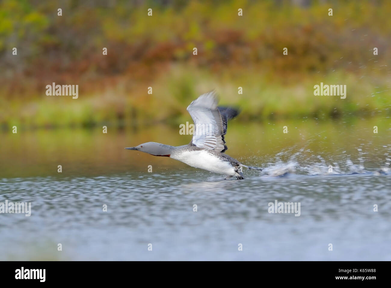Red-throated diver (Gavia stellata), starts from the water, moor lake ...