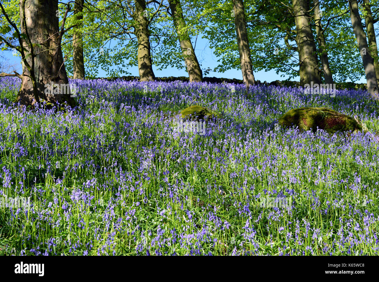 Sloping Bank of Wild Common Bluebells in Strid Wood, Bolton Abbey part ...