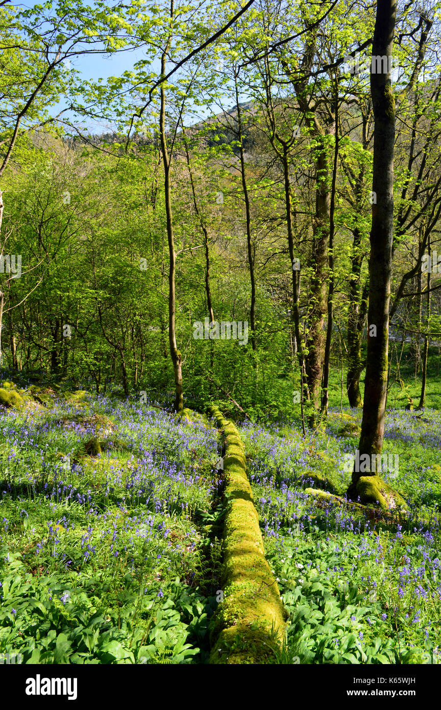 Log distance footpath hi-res stock photography and images - Alamy