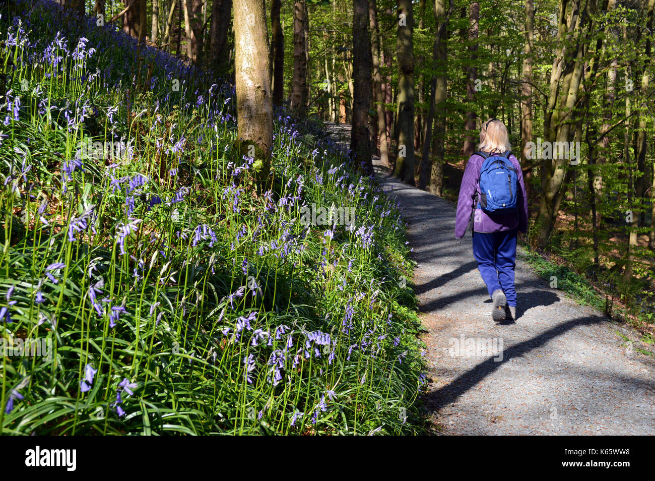 Woman Walking & Looking at Bluebells in Strid Wood, Bolton Abbey part ...