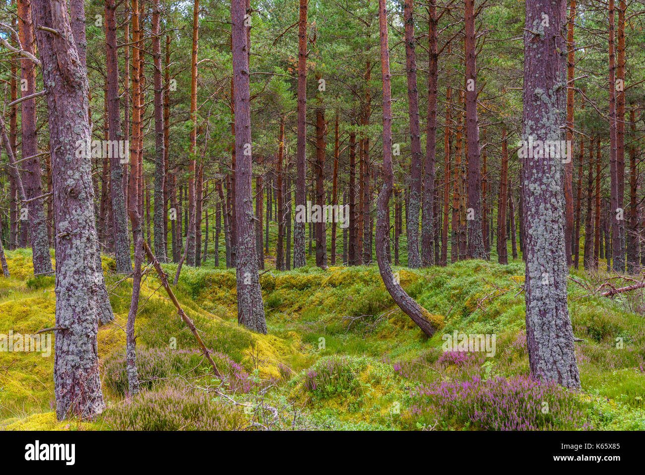 Scenic view of a forest of Cairngorms National Park in Scotland in ...