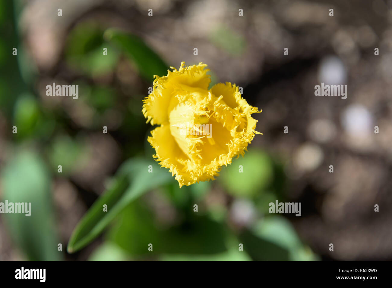 Tulip view hi-res stock photography and images - Alamy