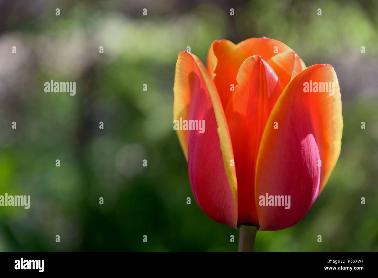 Yellow flower bud macro hi-res stock photography and images - Alamy